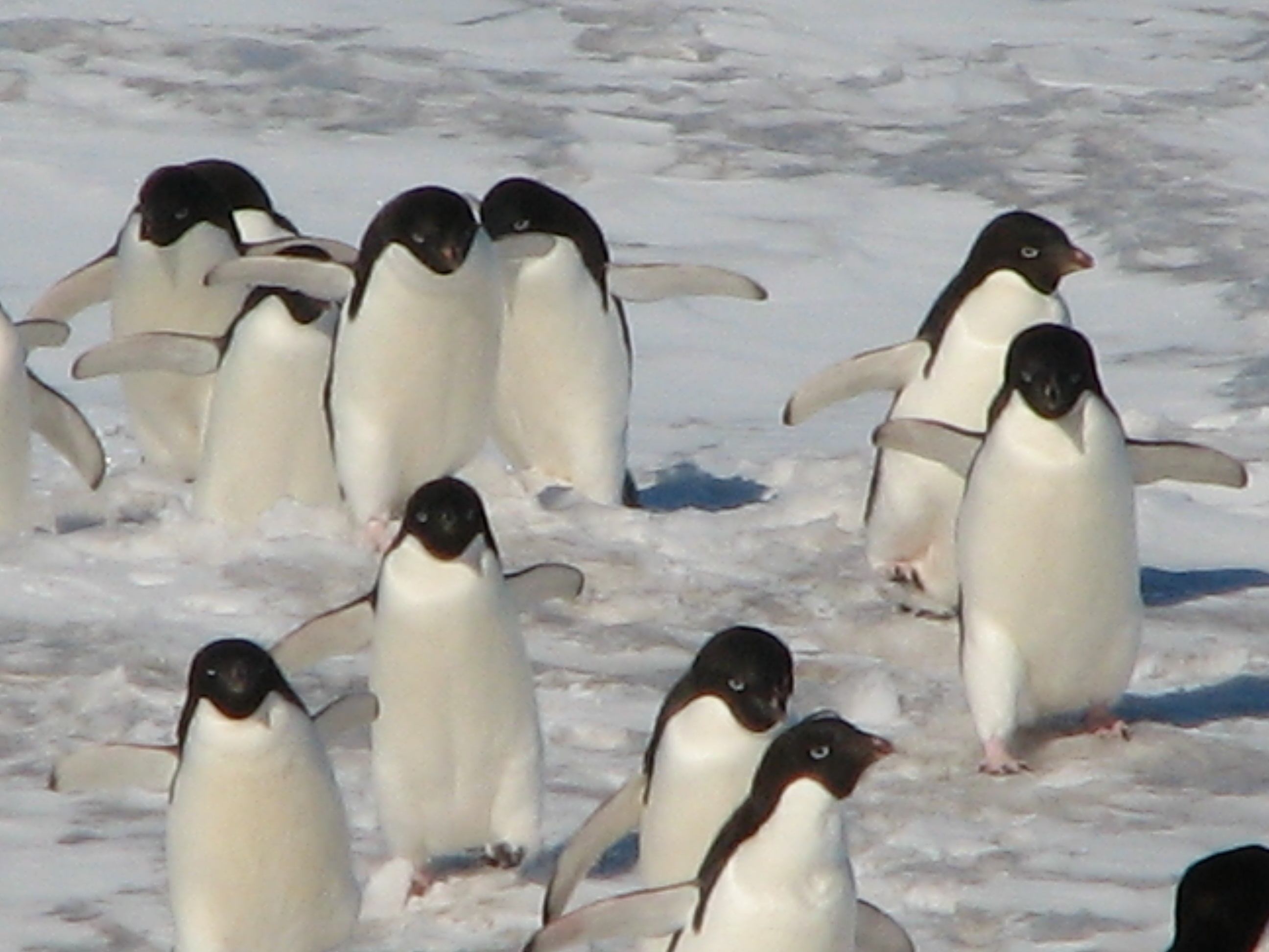 McMurdo Station, Jan 7 2007